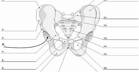Updated Pelvis Worksheet Album On Imgur
