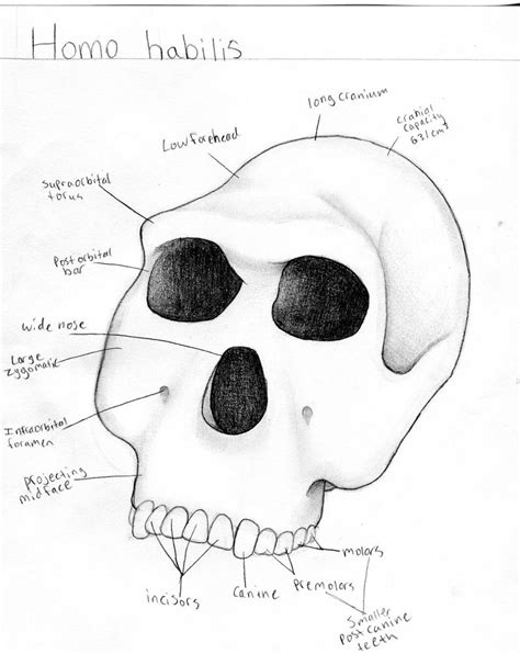 Homo Sapiens Skull Labeled