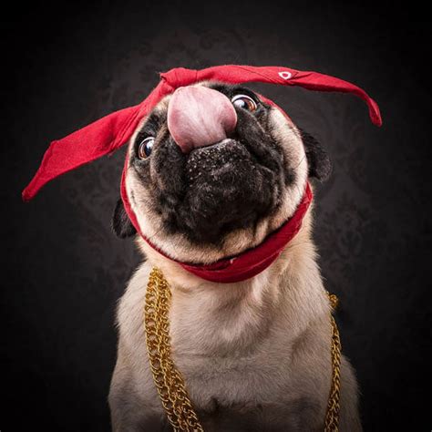 Pug Dressed In 80s And 90s Hip Hop Outfits Design Swan