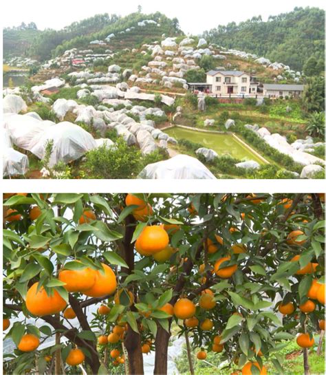 踏水镇：农旅融合 绘就新时代乡村发展新画卷 乐山市沙湾区人民政府
