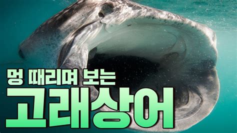 현존하는 어류 중 가장 큰 종 고래상어🦈 Youtube