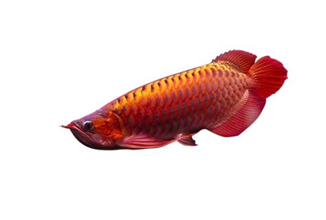 龙鱼