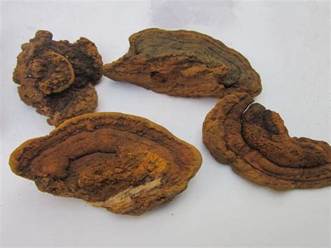 Phellinus Linteus Alchetron The Free Social Encyclopedia