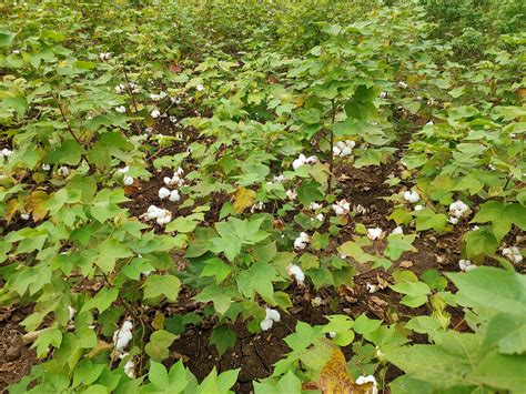 Cotton Plant Scientific Name At Pearl Brandon Blog