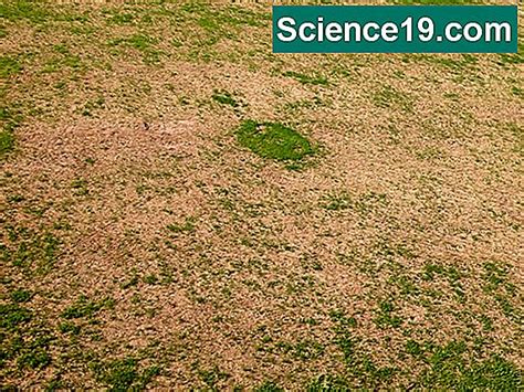 Pythiumi Elutsükkel 💫 Teaduslikud Ja Populaar Multimeedia Portaal 2025