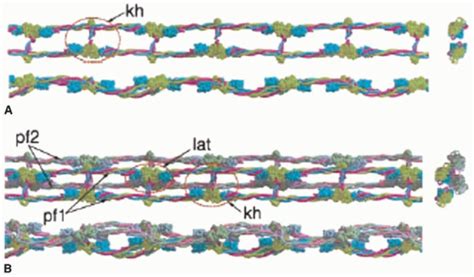 Fibrinogen Structure And Function Oncohema Key
