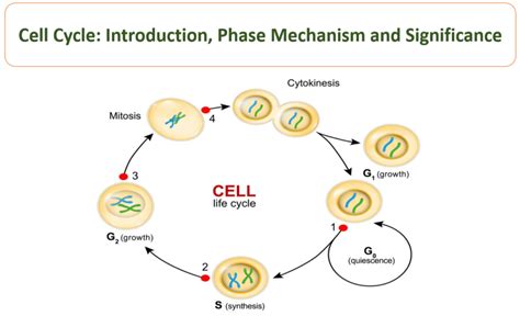 Cell Cycle Introduction Phase Mechanism And Significance