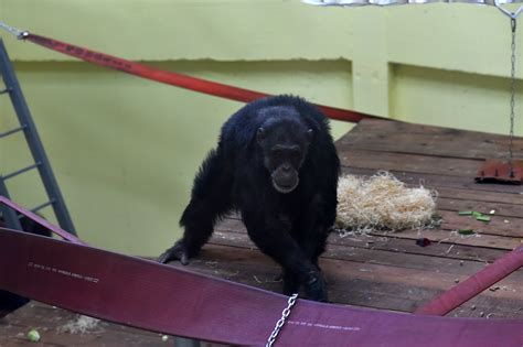 Приказната за Коко заврши во Њујорк Тајмс Слободен печат