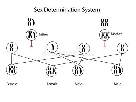 Sex Determination Stock Illustrations 183 Sex Determination Stock