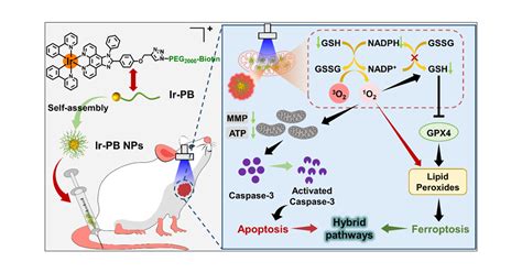 Biotin Functionalized Iridium Based Nanoparticles As Tumor Targeted Photosensitizers For