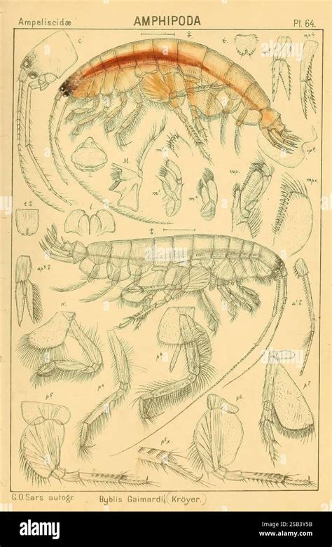 Anatomy Of Crustaceans Anatomy Drawing Diagram Homeschool Recap Last