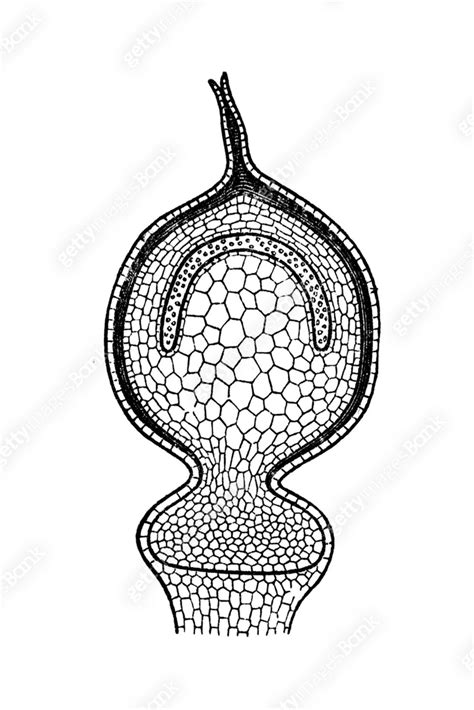 The Sporophyte Is A Dark Coloured Spherical Structure That Grows Attached To The Female Branch