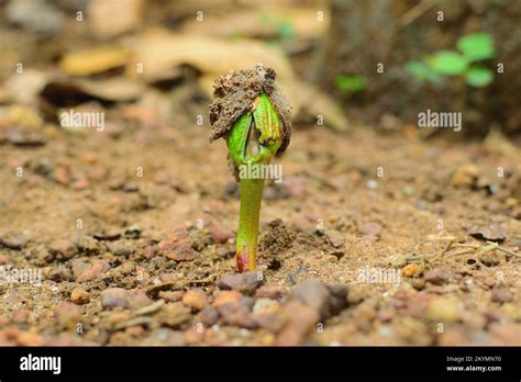 A Seed Turning Into Plant Birth Of A Tree From Seed How Seed Become Plant Stock Photo Alamy