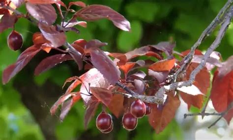 Types Of Trees With Purple Leaves With Pictures