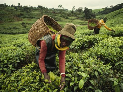 Human Adaptation In Equatorial Region