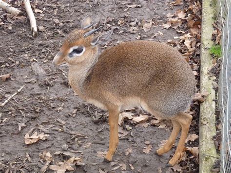 Dik Dik Dik Diks Are An Adorably Small Breed Of Antelopes Found In The Bushlands Of Eastern And