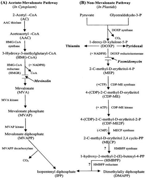 10 Two Independent Pathways For Biosynthesis Of Ipp And Dmapp In