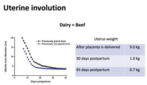 Uterine Involution And Defense Flashcards Quizlet