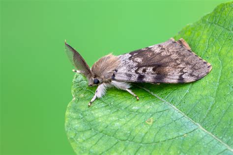 Knowing All About Gypsy Moth Identification And Prevention