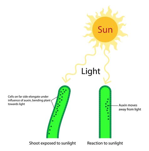 Allelism Definition And Examples Biology Online Dictionary