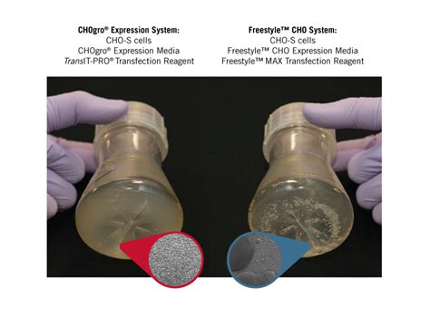 Maintain Suspension Cho Cells Mirus Bio