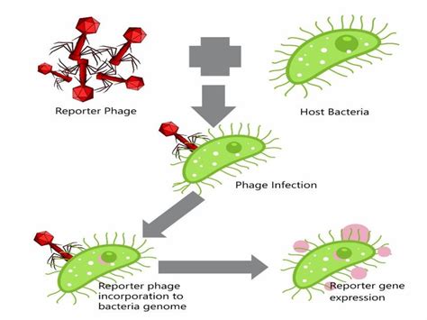 Reporter Bacteriophage Technology Reporter Phages Use Host Bacterial Download Scientific