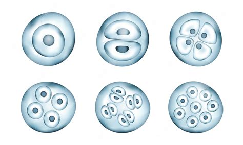 Premium Vector Realistic Vector Cells Division