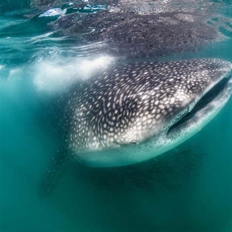 Swim With Whale Sharks In La Paz Getyourguide