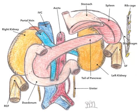 Revisited Surgical Anatomy Of The Left Colonic Angle For Tailored Carcinologic Colectomy A Review
