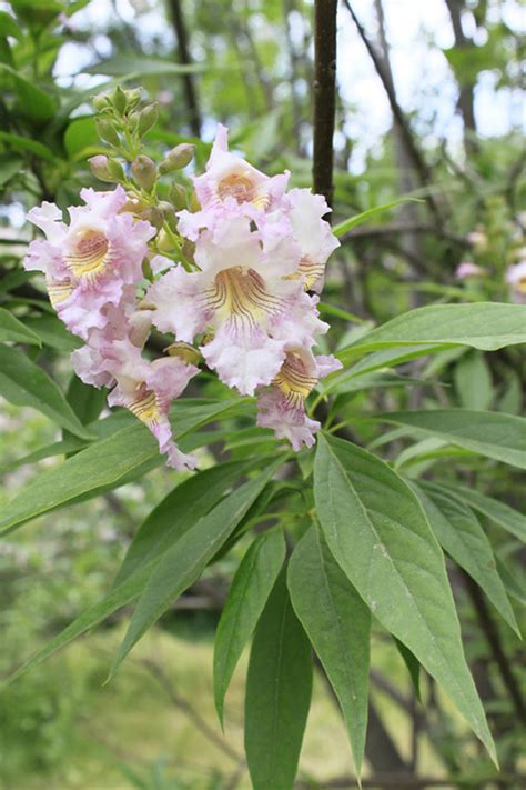 Chitalpa Tashkentensis Pink Dawn Pépinière Larc En Fleurs