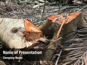 Tree Top PowerPoint Templates Tree Top PowerPoint Backgrounds Templates For PowerPoint