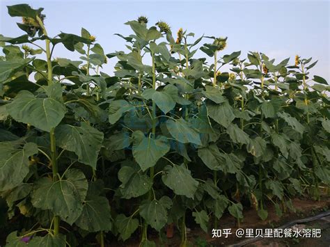 微生物菌剂的选择，看这篇就够了 知乎