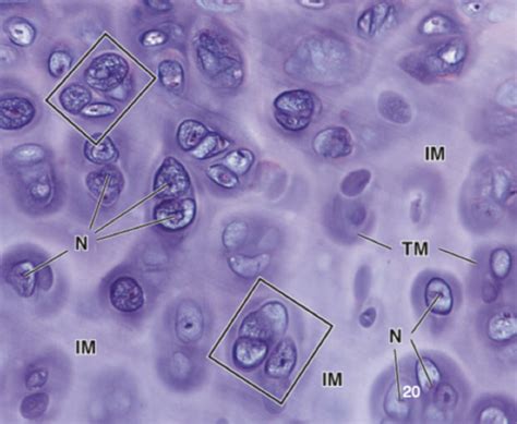 Cartilage Histology Flashcards Quizlet