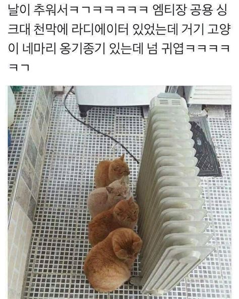 내가 좋아하는 고양이 짤 인스티즈 Instiz 일상 카테고리