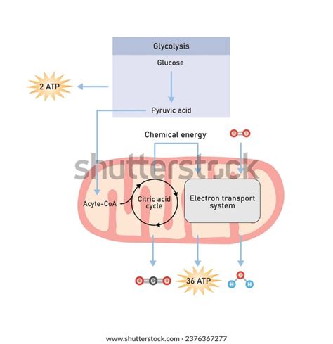 Cellular Respiration Scientific Design Vector Illustration Stock Vector Royalty Free