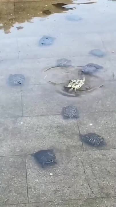 Video Sergei Dobrovolskii On Linkedin The Power Of Teamwork