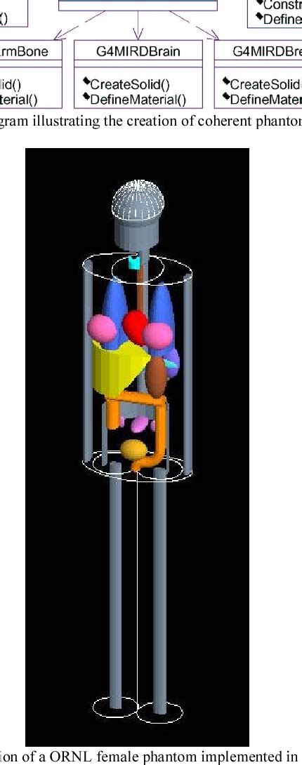 Figure 3 From Geant4 Anthropomorphic Phantoms Semantic Scholar
