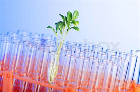 Experiment With Green Seedling In Lab Stock Image Colourbox