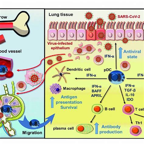 Beneficial Effects Of Pdc Derived Type I Ifns Help To Overcome