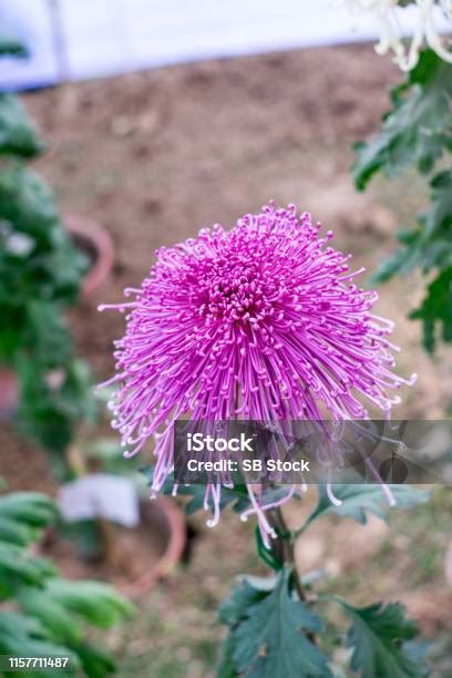 핑크 색 치브 또는 알리움 모양 국화 꽃 이른 봄부터 늦은 여름까지 태양이 꽃을 피웁니다 꽃다발에 대 한 매우 인기 있는 그 색은 사랑이나 우정의 상징입니다 공간을