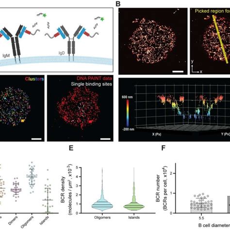 B Cell Receptor Distribution Of Resting Naïve Murine B Cells A An