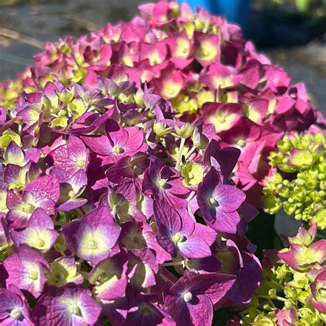 Endless Summer® Summer Crush® Hydrangea Hydrangea Macrophylla Bailmacfive Pp30 359 Gobuyplants