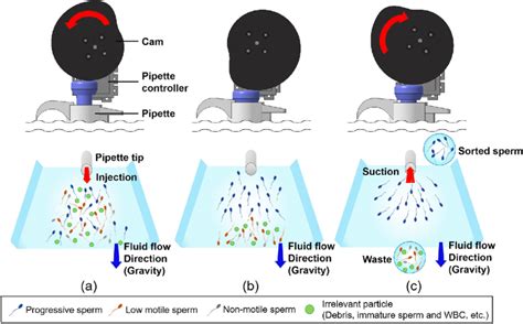 The Working Principle Of Sorting Device At Sorting Zone A The Download Scientific Diagram