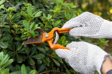 Expert Tree Pruning Services In Melbourne