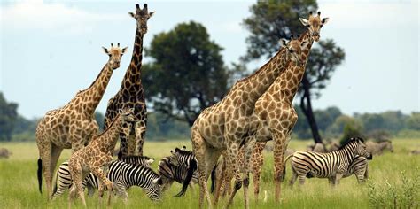 9 Top Attractions In Maasai Mara National Reserve