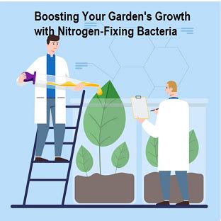Unlocking The Power Of Nitrogen Fixing Bacteria In Gardening