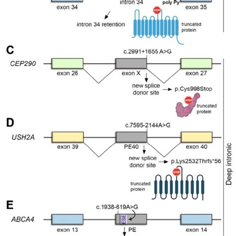 Overview Of Cis Acting Mutations Altering Splicing Ncss A B Deep