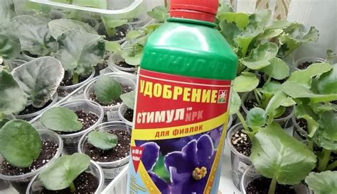 Виды и сорта фиалок с фото названием и описанием Фиалки Виконт Герцогиня