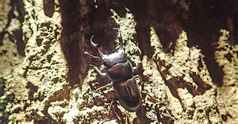 里山の会ECOMO 夜の鳴く虫観察会9月17日