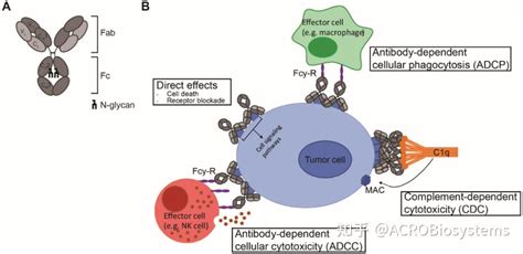 Adcc Adcp细胞株——fc工程化改造细胞水平验证工具 知乎